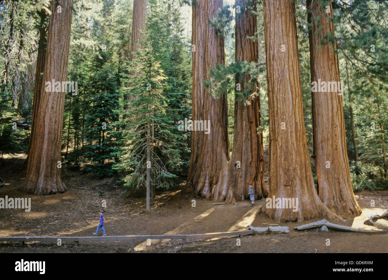 Two young children explore and play in the giant Sequoia trees in ...