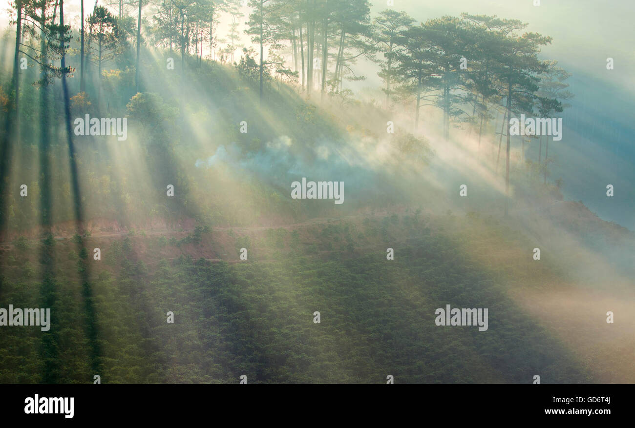 Fantastic foggy forest with pine tree in the sunlight. Sun beams ...
