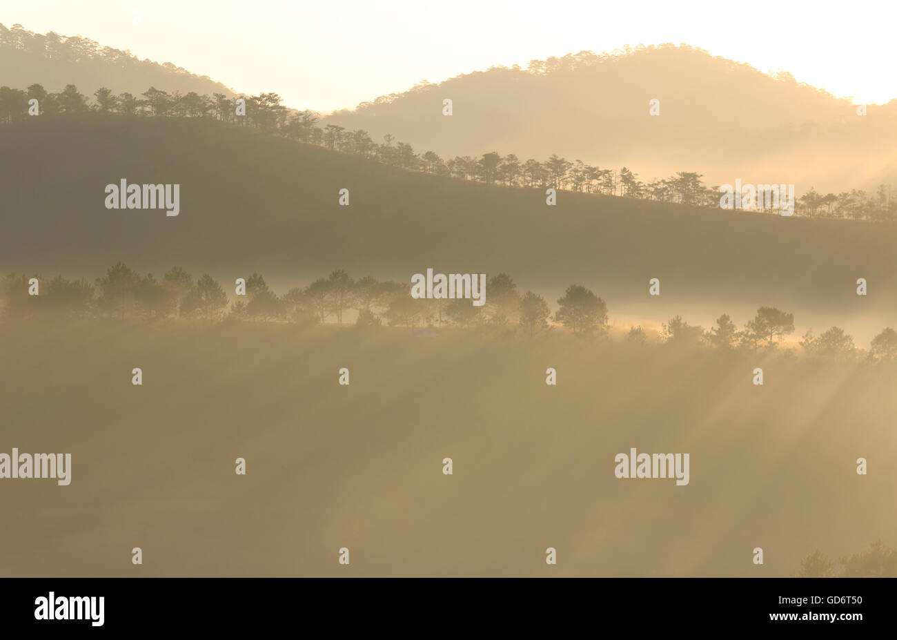 Fantastic foggy forest with pine tree in the sunlight. Sun beams ...