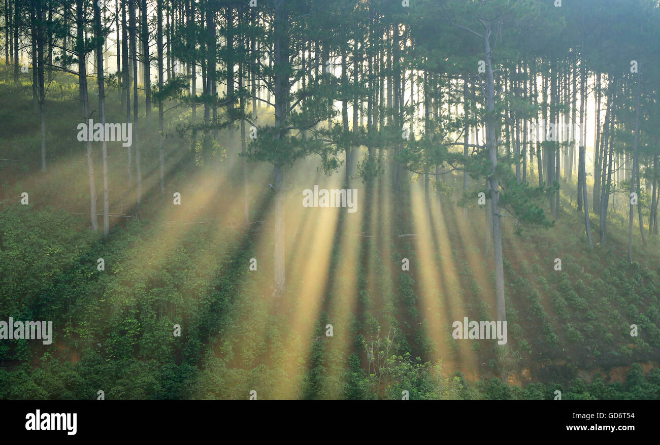 Fantastic foggy forest with pine tree in the sunlight. Sun beams ...
