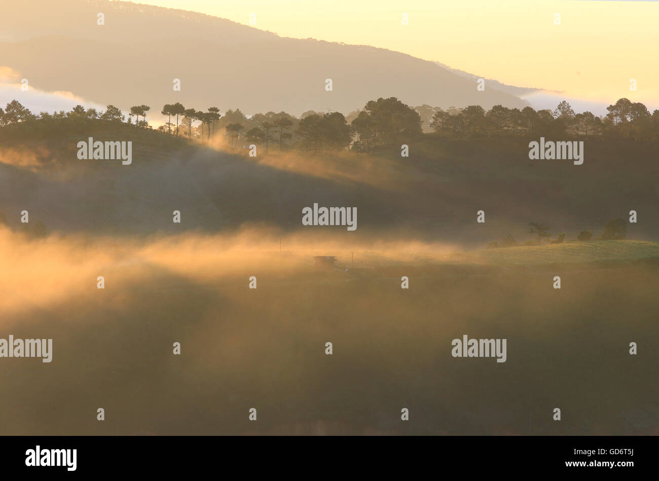 Fantastic foggy forest with pine tree in the sunlight. Sun beams ...