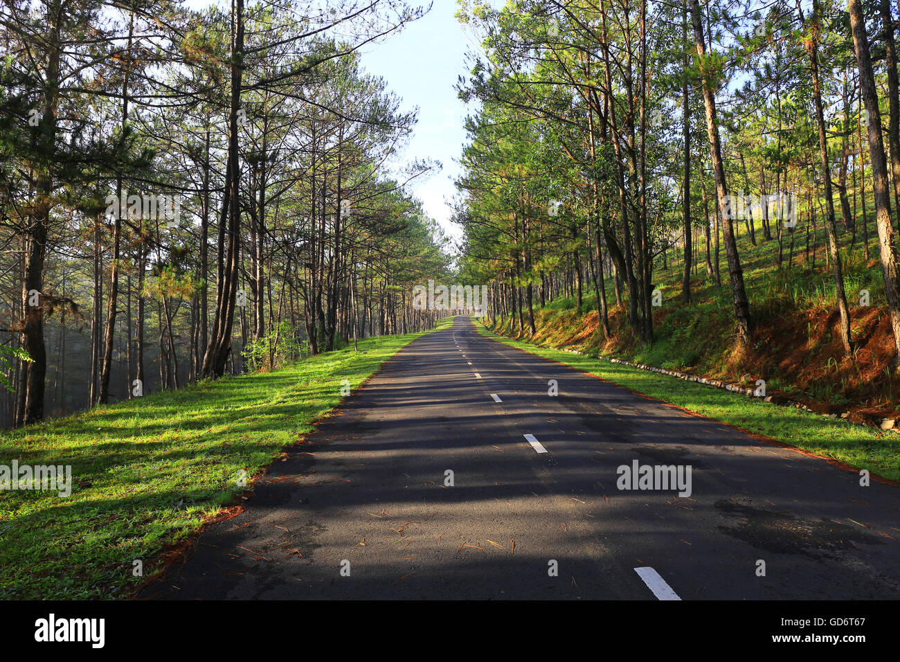 Beautiful road through pine forest Stock Photo - Alamy