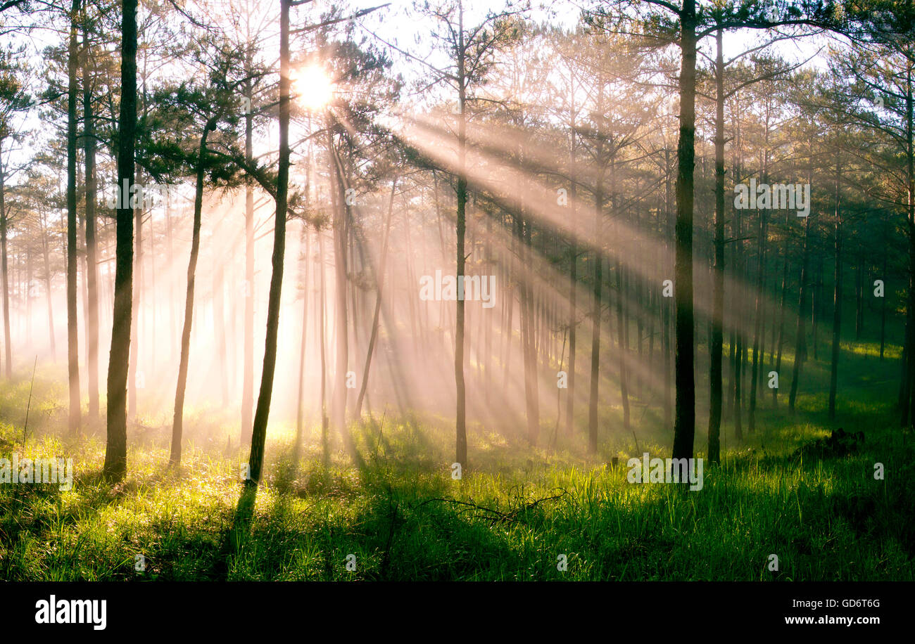 Fantastic foggy forest with pine tree in the sunlight. Sun beams ...