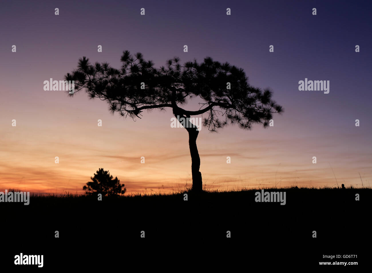 Alone tree sunrise Stock Photo - Alamy
