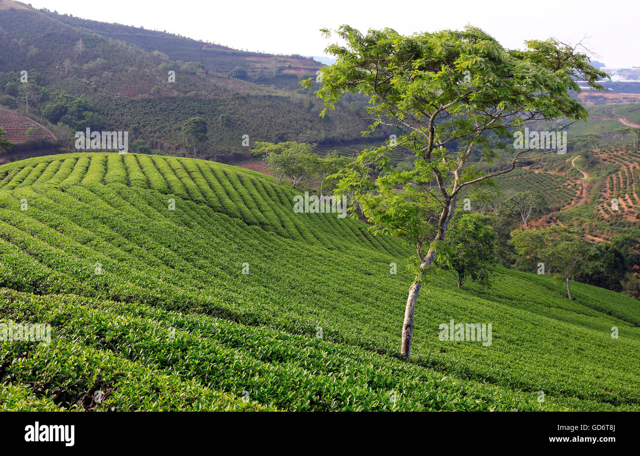 Cau Dat tea plantation, Da lat, Vietnam Stock Photo - Alamy