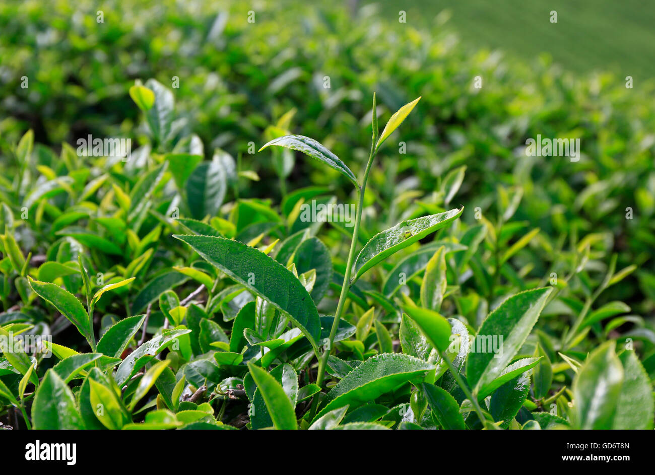 Cau Dat tea plantation, Da lat, Vietnam Stock Photo - Alamy