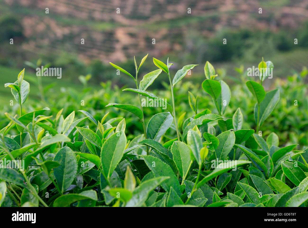 Cau Dat tea plantation, Da lat, Vietnam Stock Photo - Alamy
