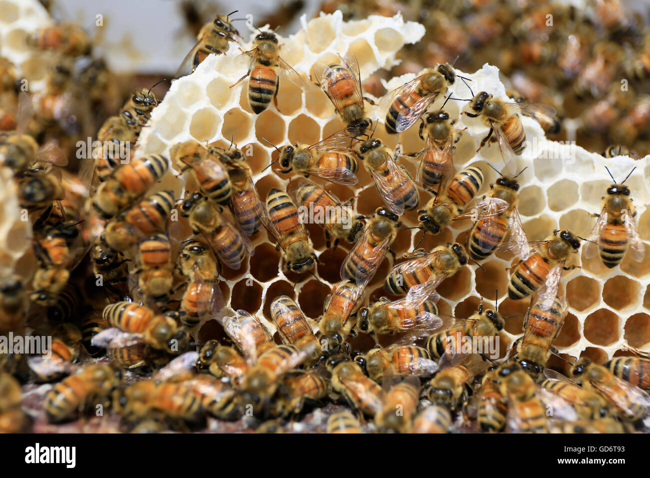 Bee hive farm hi-res stock photography and images - Alamy