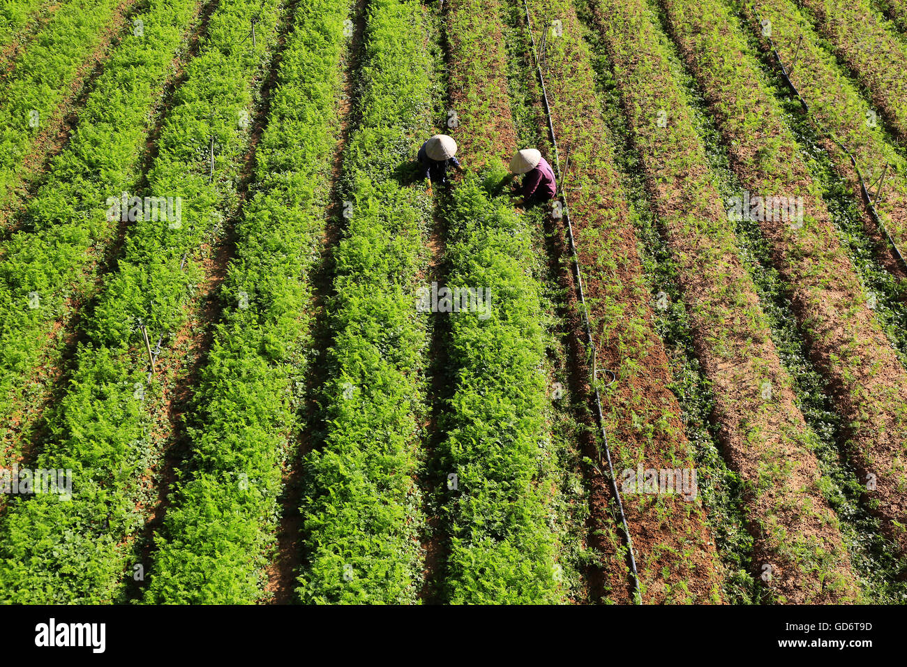 Farmer working on carrot plantation Stock Photo - Alamy