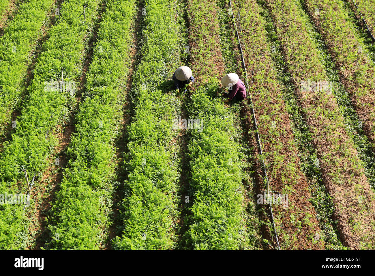 Black women working on plantation hi-res stock photography and images ...