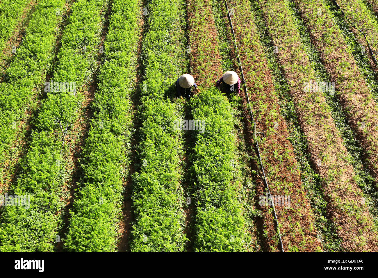 Farmer working on carrot plantation Stock Photo - Alamy