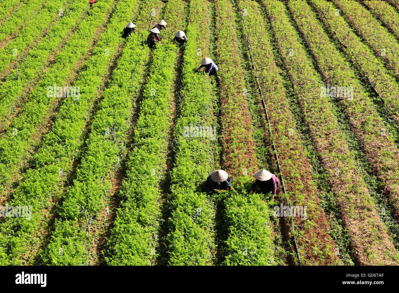 Black women working on plantation hi-res stock photography and images ...