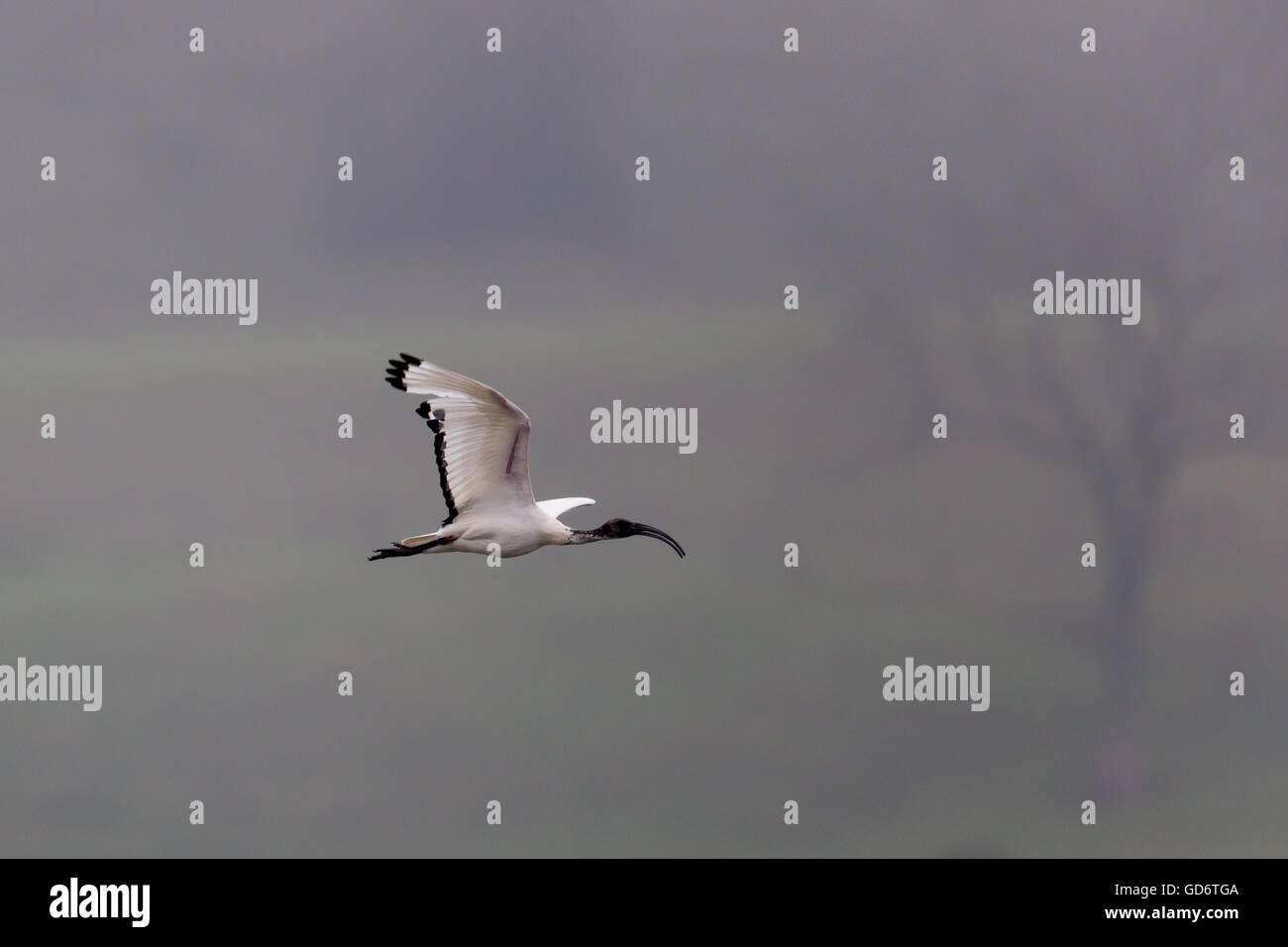 African sacred ibis (Threskiornis aethiopicus) in flight Stock Photo ...