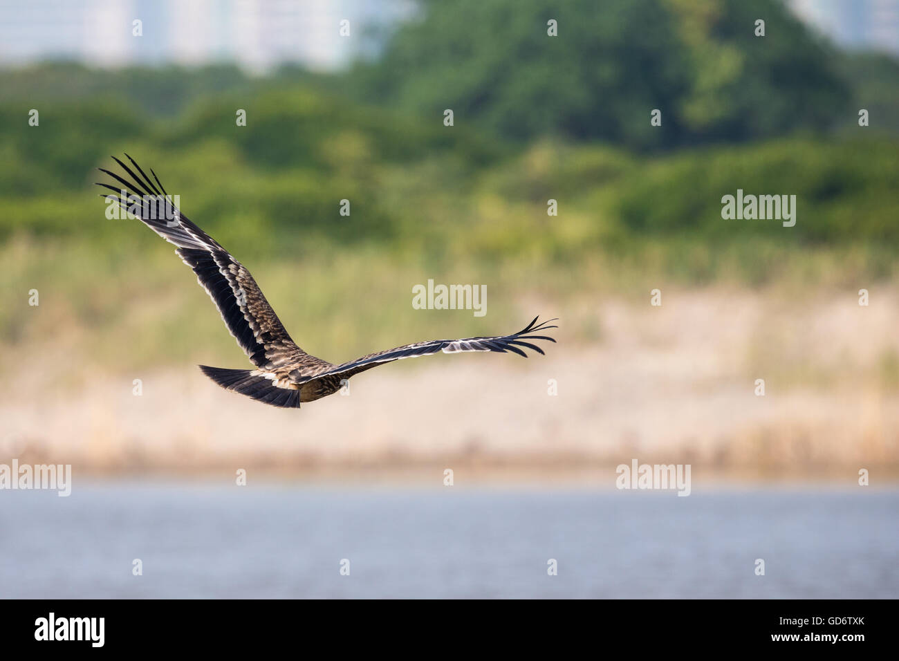 Asian Imperial Eagle flying - Back view Stock Photo - Alamy