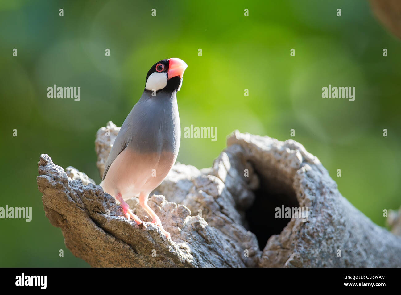 Java Saparrow with green background Stock Photo - Alamy