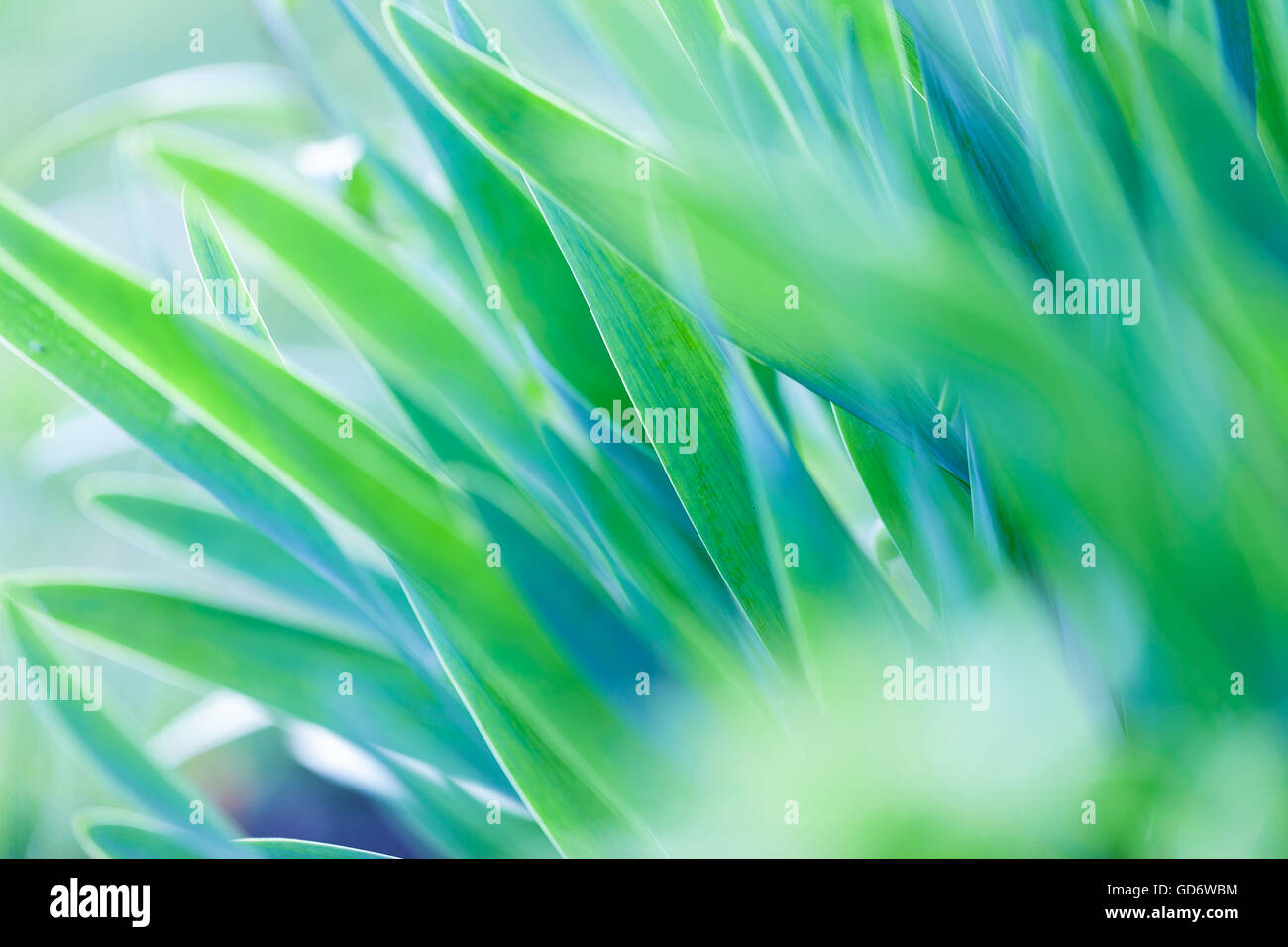 Soft leaf grass hi-res stock photography and images - Alamy