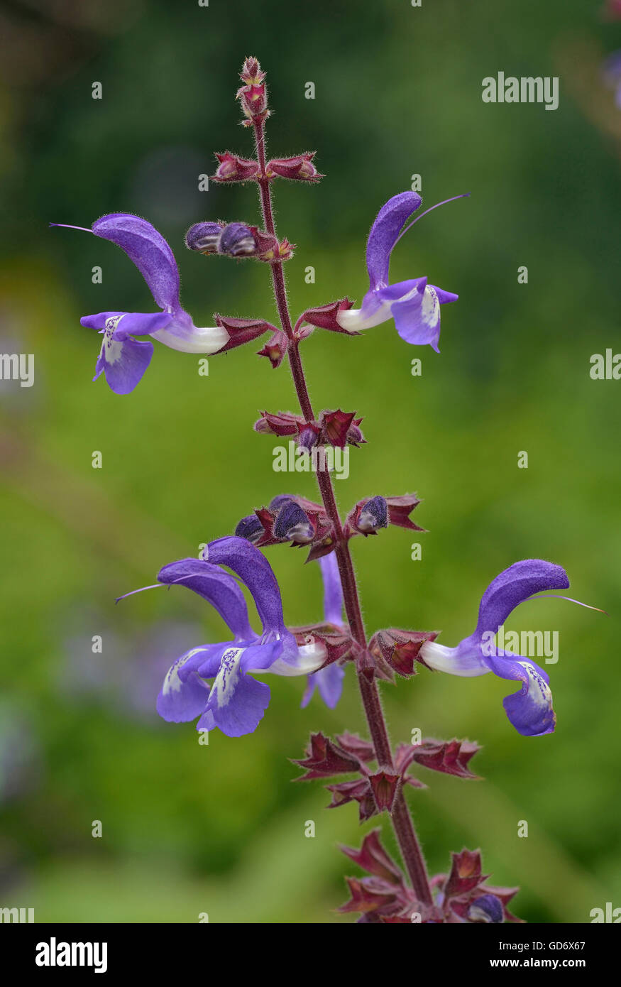 Indigo Woodland Sage - Salvia forsskaolei from Bulgaria, Greece and ...
