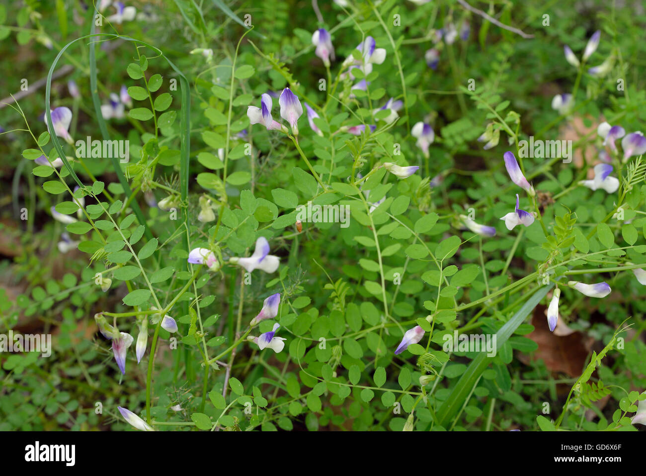 Endemic Cyprus Vetch - Vicia cypria Flowers and Leaves Stock Photo - Alamy