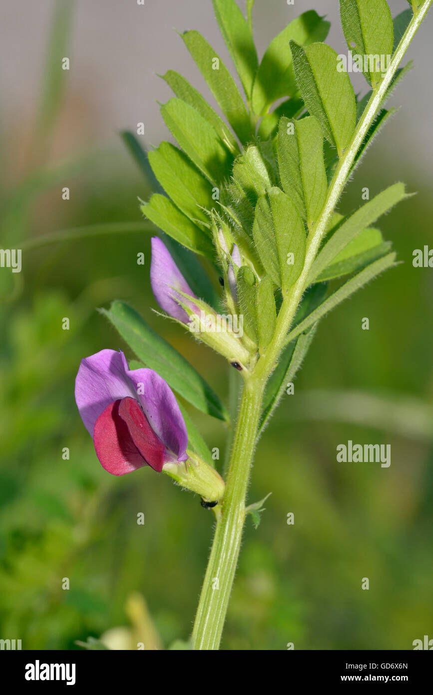 Common vetch hi-res stock photography and images - Alamy