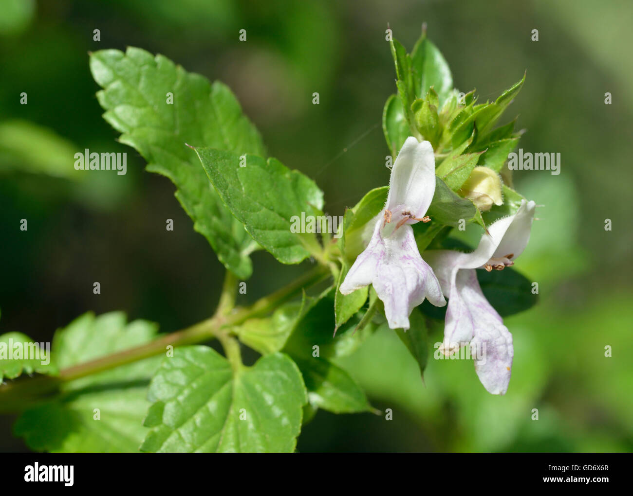 Great Hedge-nettle or Prasium - Prasium majus Wild Flower from Cyprus ...