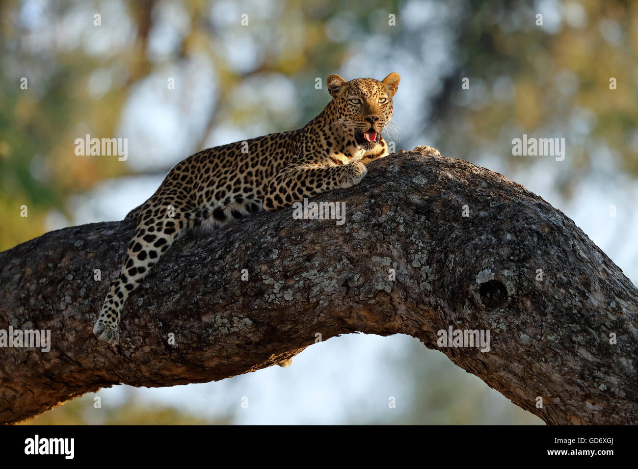 A very relaxed leopard resting in a tree on a bigger branch. in perfect ...