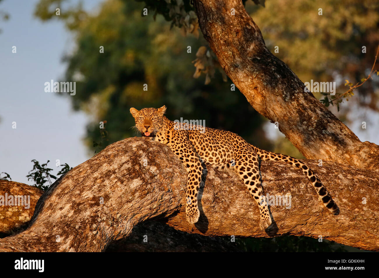Leopard in tree hi-res stock photography and images - Alamy