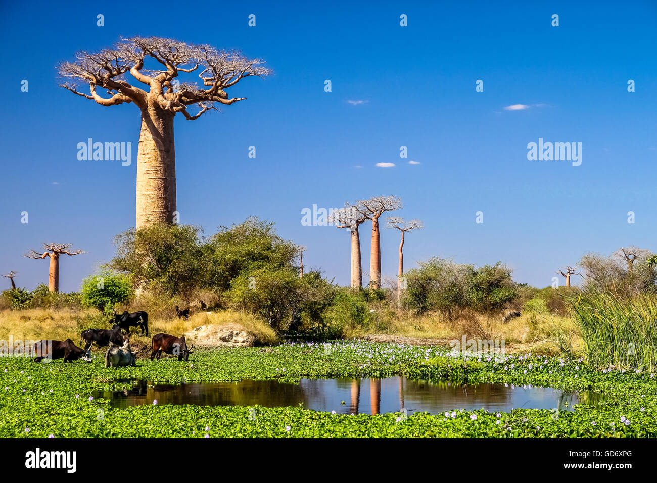 Small baobab trees hi-res stock photography and images - Alamy