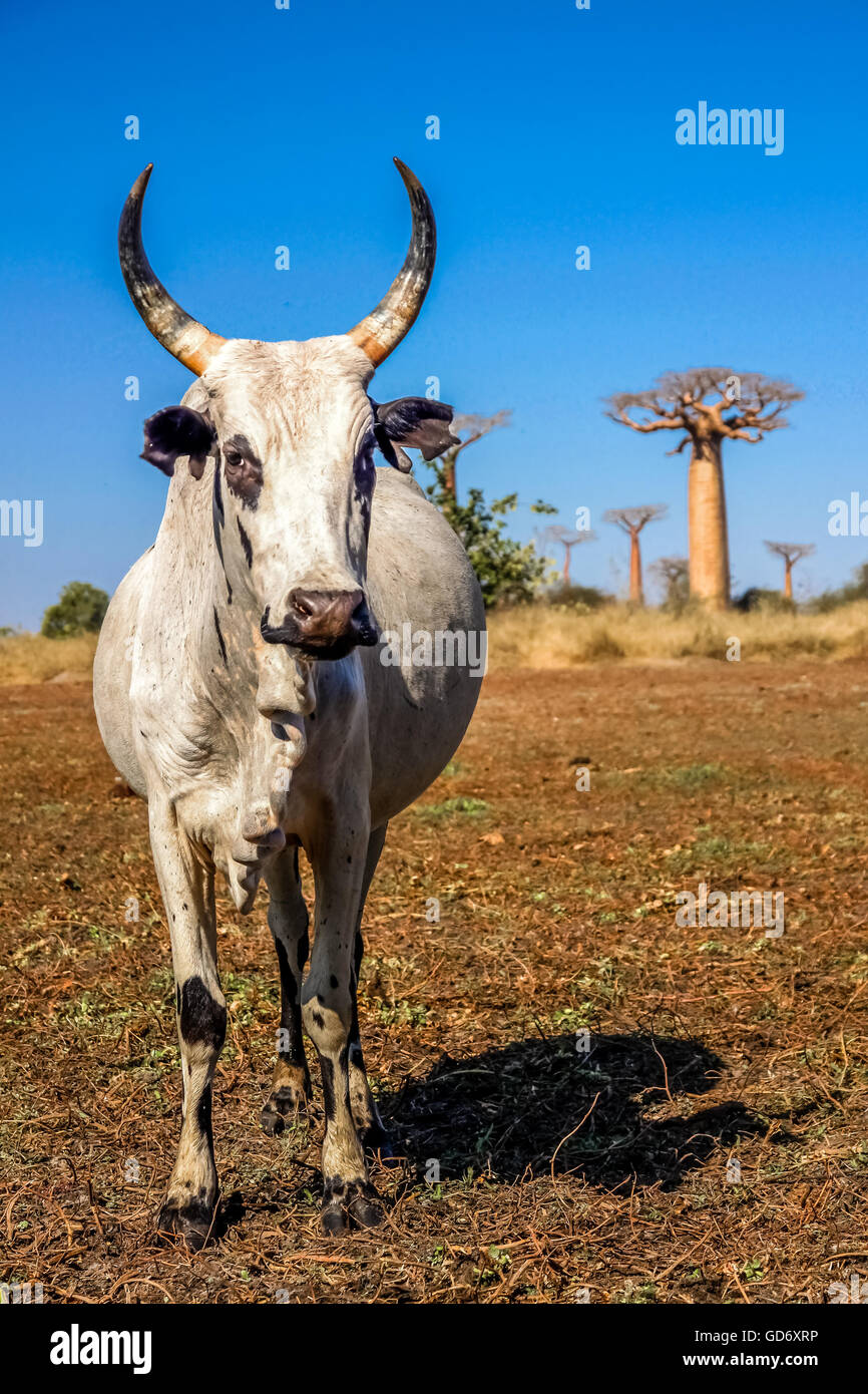 White zebu among the baobab trees in Madagascar Stock Photo - Alamy