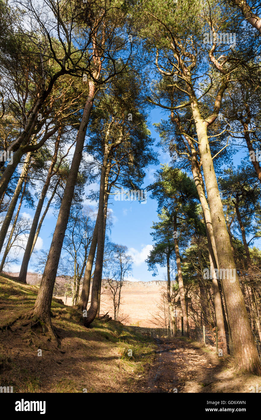 Scots pine trees hi-res stock photography and images - Alamy
