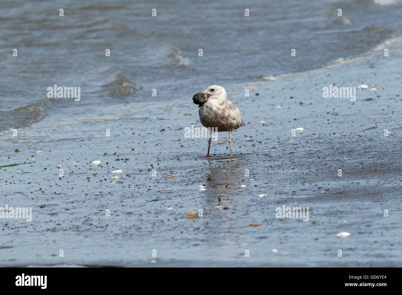 Immature Herring Gull with something in its beak Stock Photo - Alamy