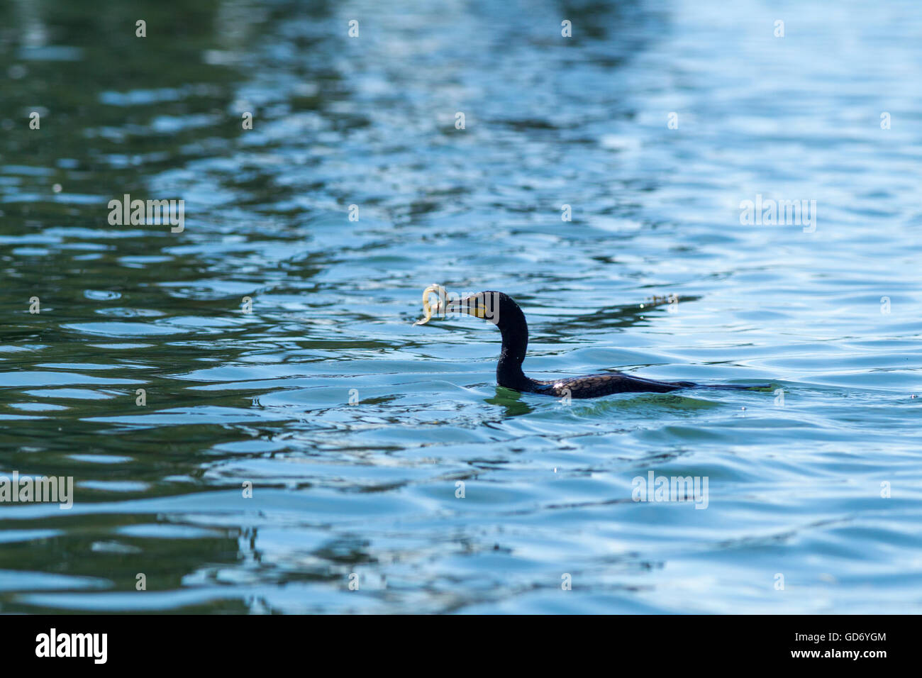Wiggling fish hi-res stock photography and images - Alamy