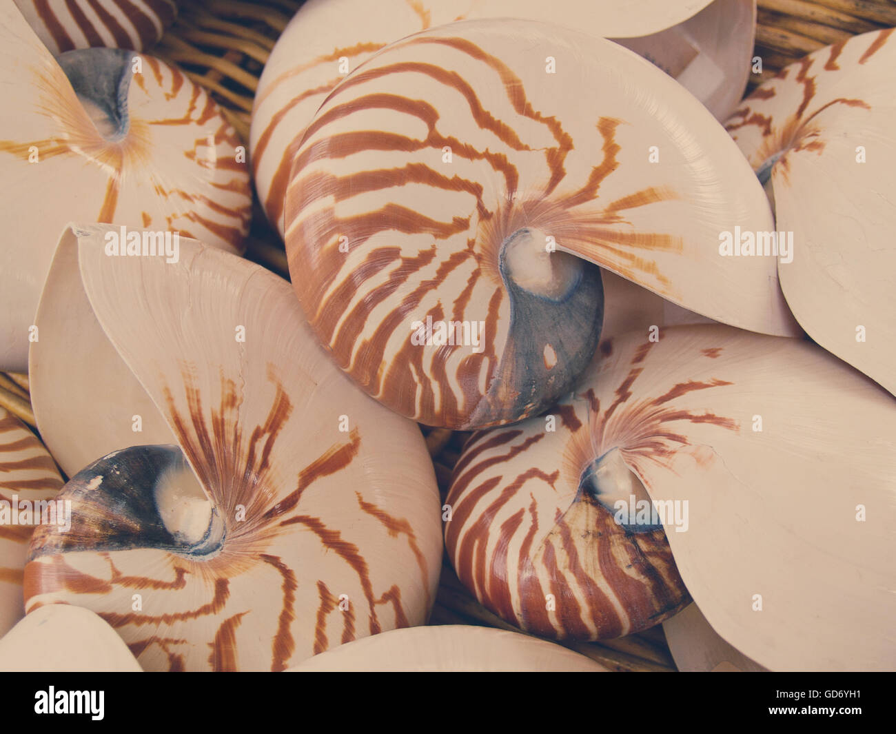 Chambered nautilus shells hi-res stock photography and images - Alamy