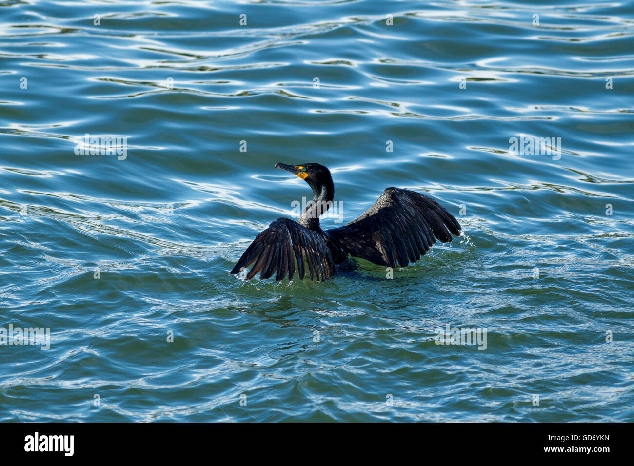 Pelagic cormorant spreads wings in water Stock Photo - Alamy