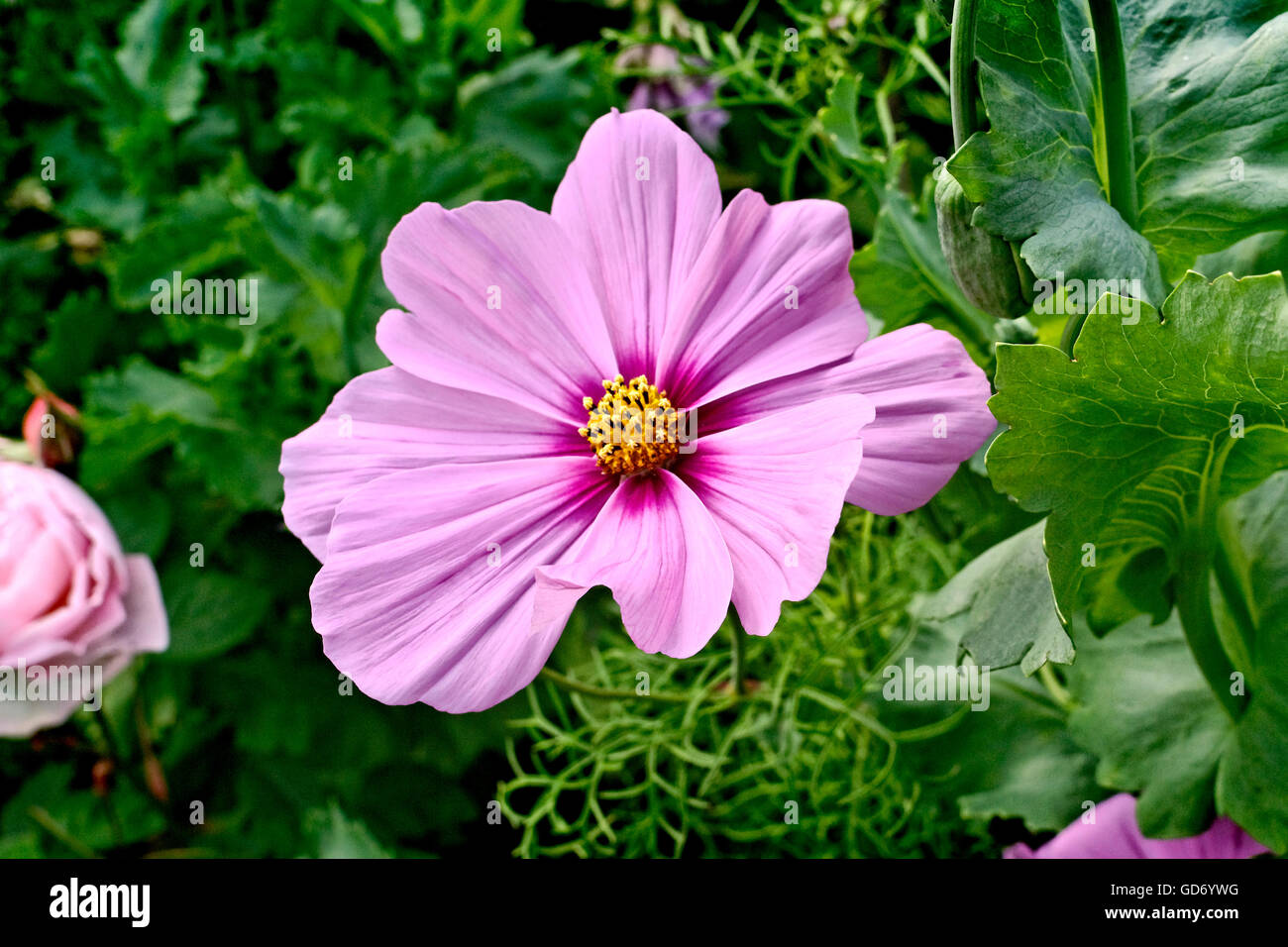PINK FLOWER HEAD Stock Photo - Alamy