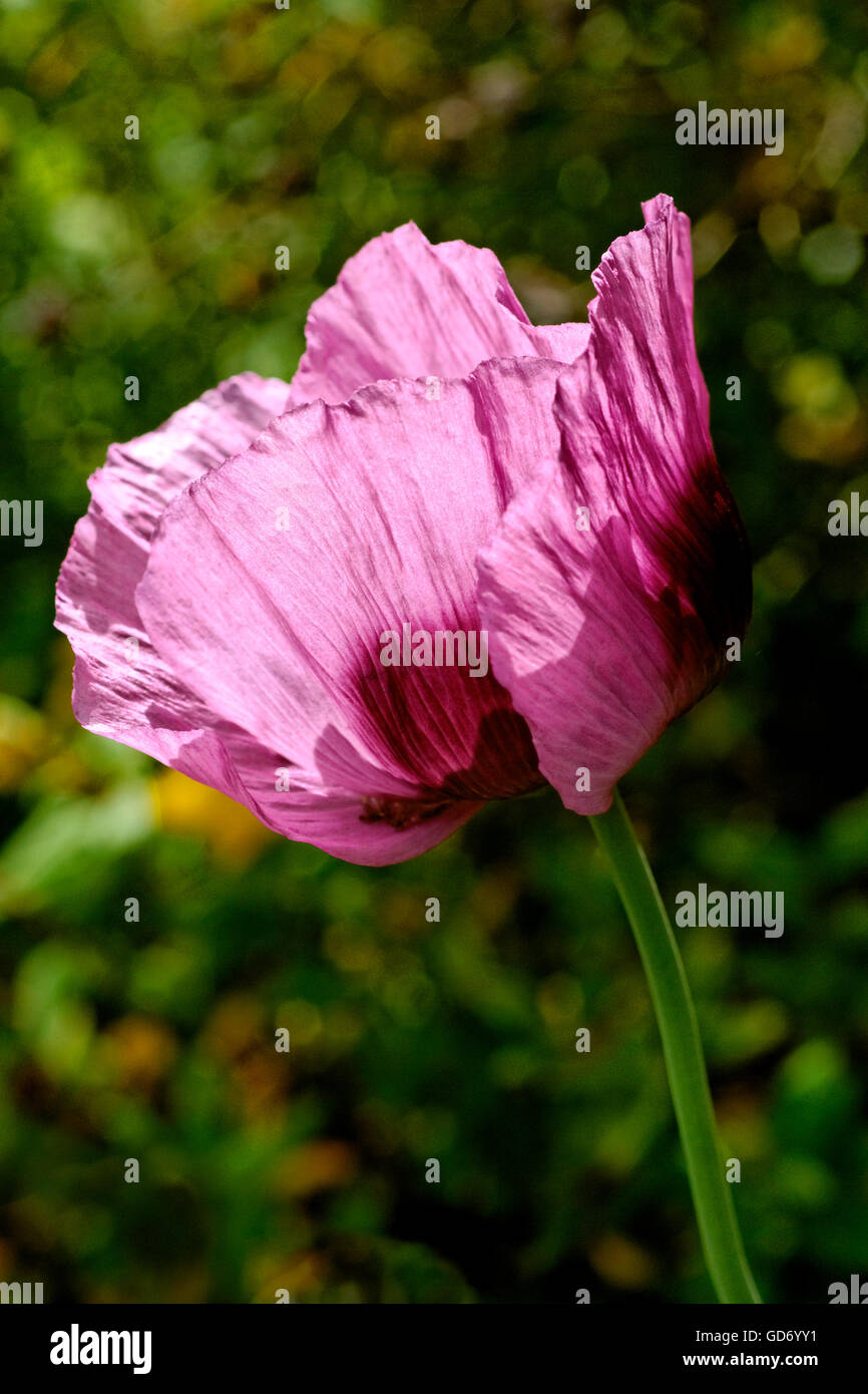 Poppy Head Seeds High Resolution Stock Photography and Images - Alamy