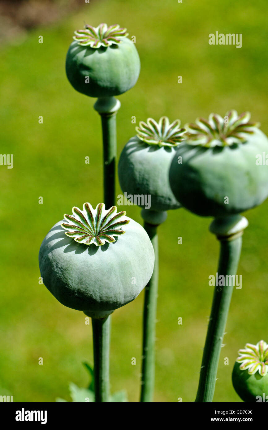 PINK POPPY HEAD Stock Photo - Alamy