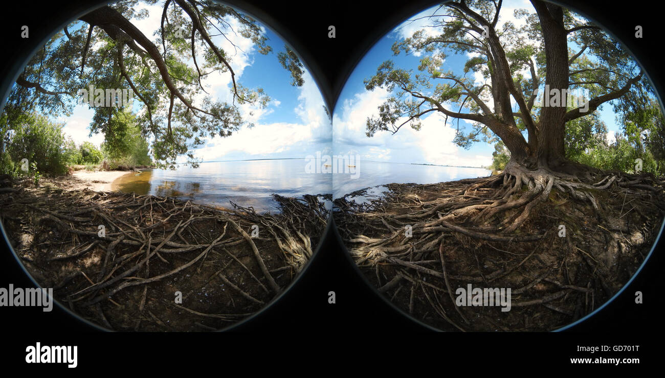 Beautiful Panorama. Large tree with roots on the coast of river (360 ...