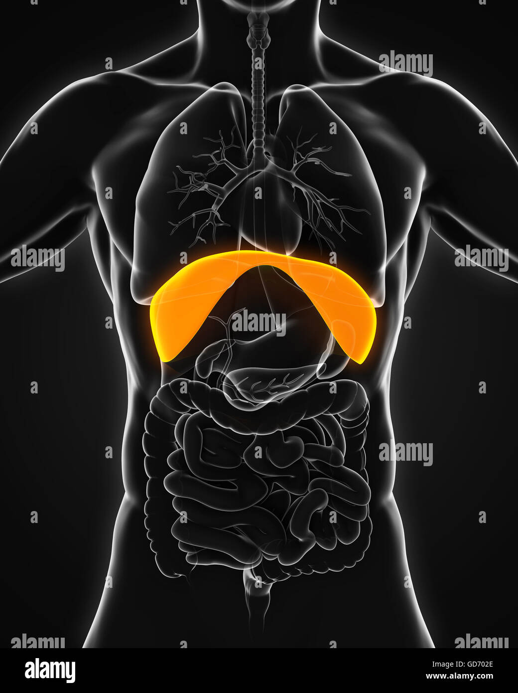 Human Diaphragm Stock Photos & Human Diaphragm Stock Images - Alamy