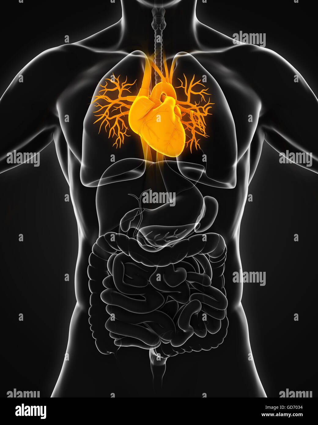 Human Heart Anatomy Stock Photo - Alamy