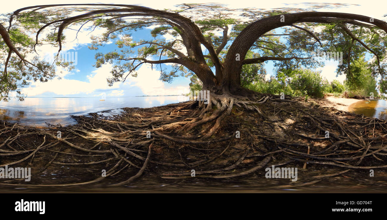 Beautiful Panorama. Large tree with roots on the coast of river (360 ...