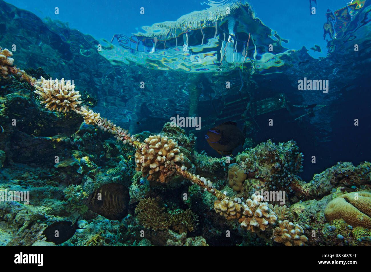 A coral encrusted rope and view under the jetty, Maldives, Indian ocean ...