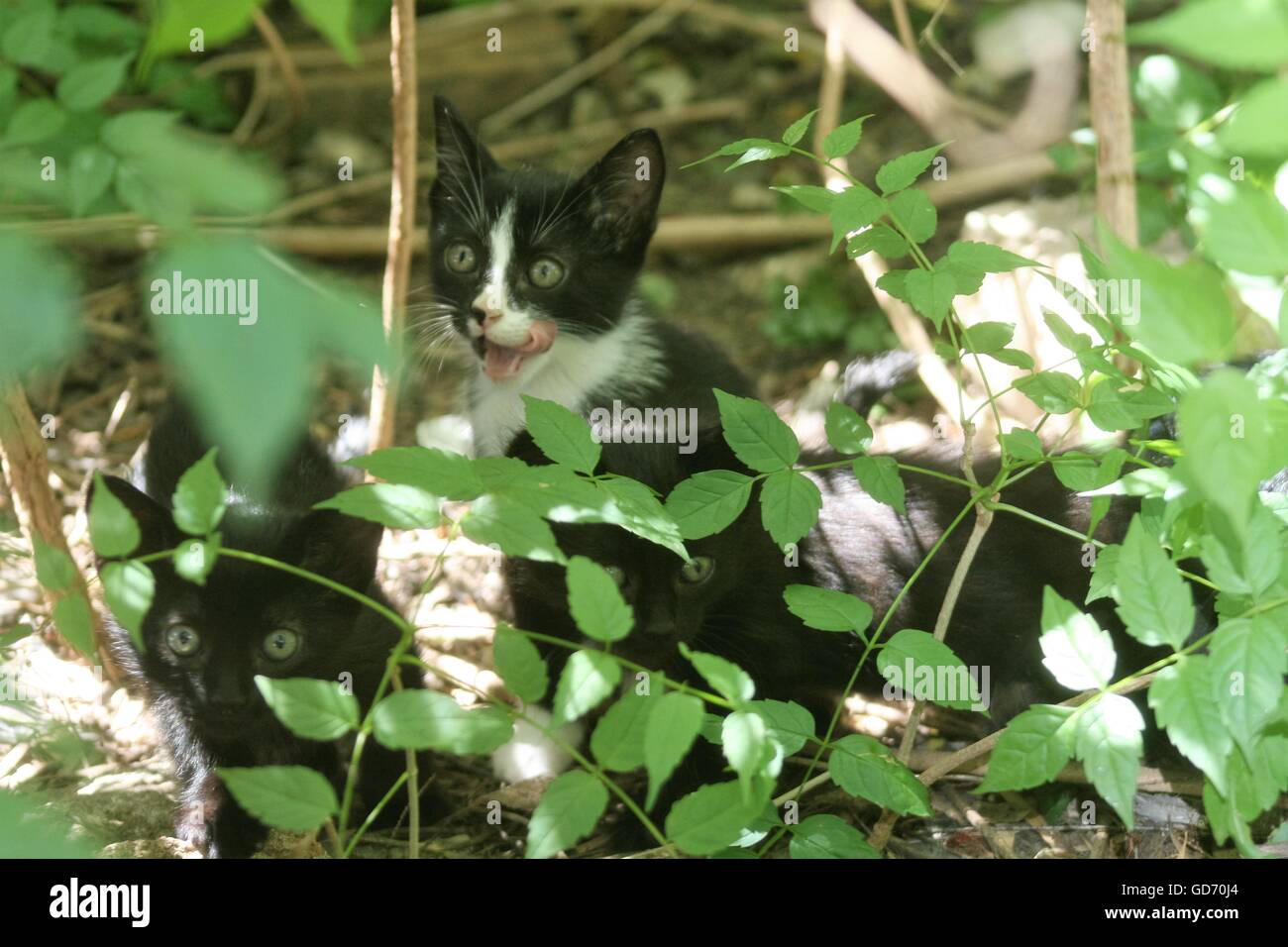 Three white cats garden hi-res stock photography and images - Alamy