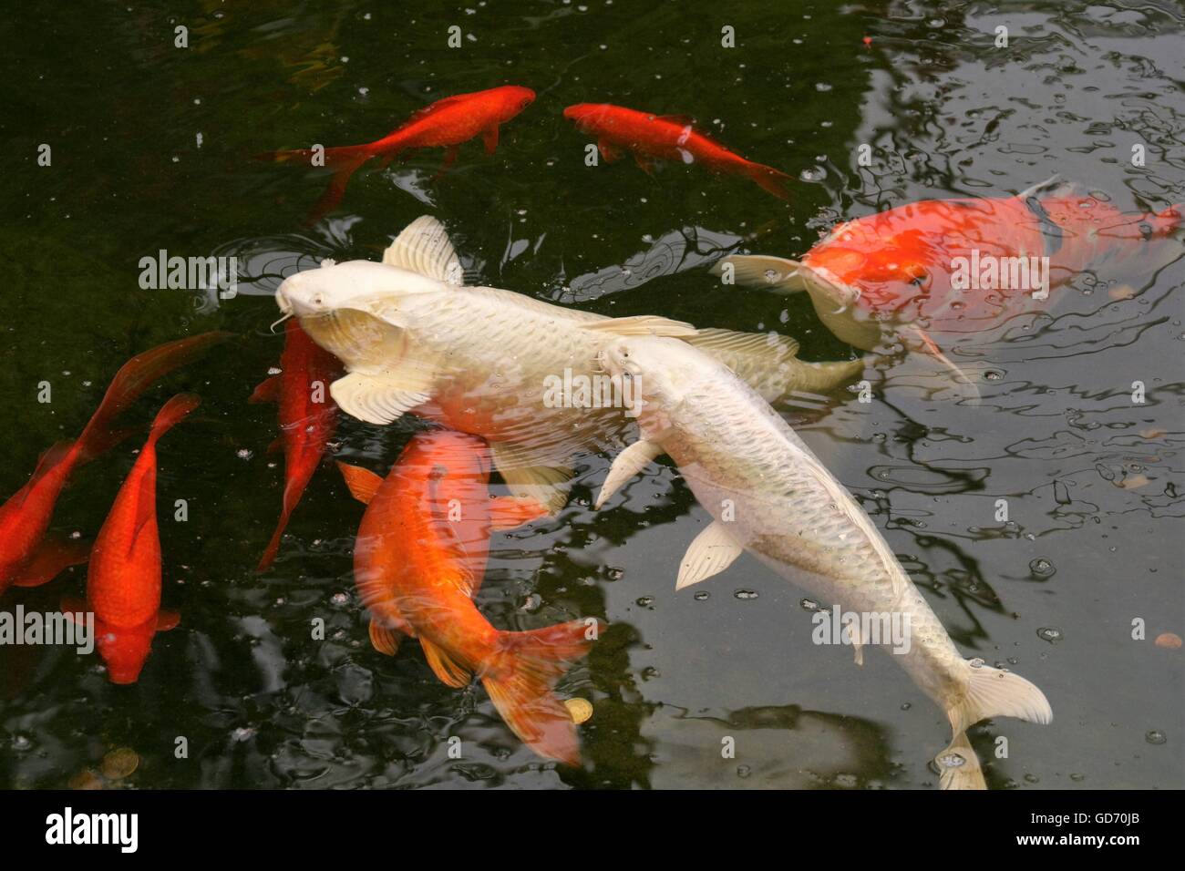 Koi water feature hi-res stock photography and images - Alamy