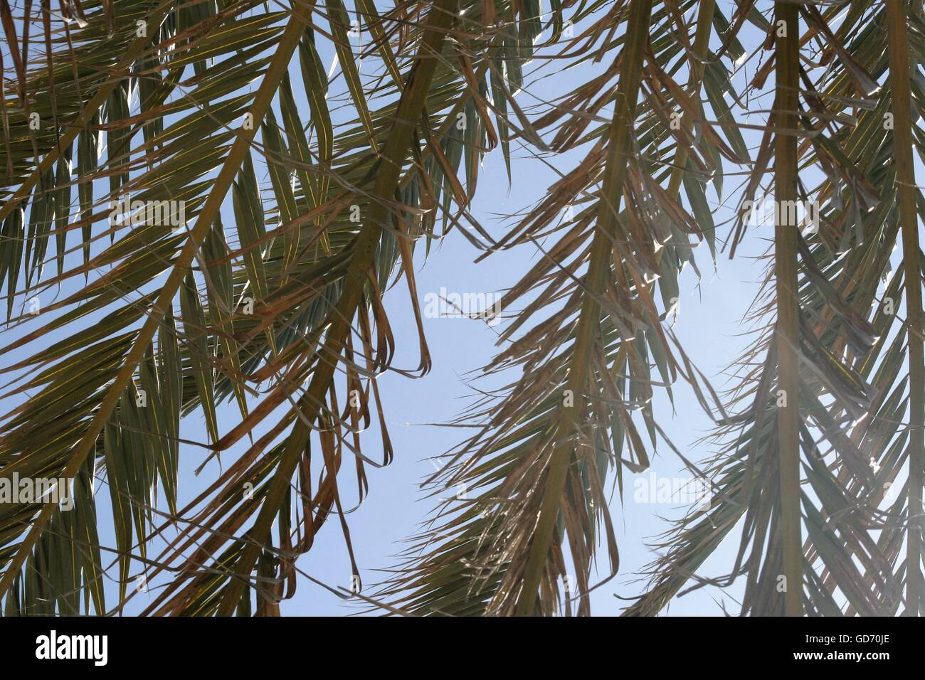 Palm tree fronds Stock Photo - Alamy Palm tree fronds Stock Photo - Alamy