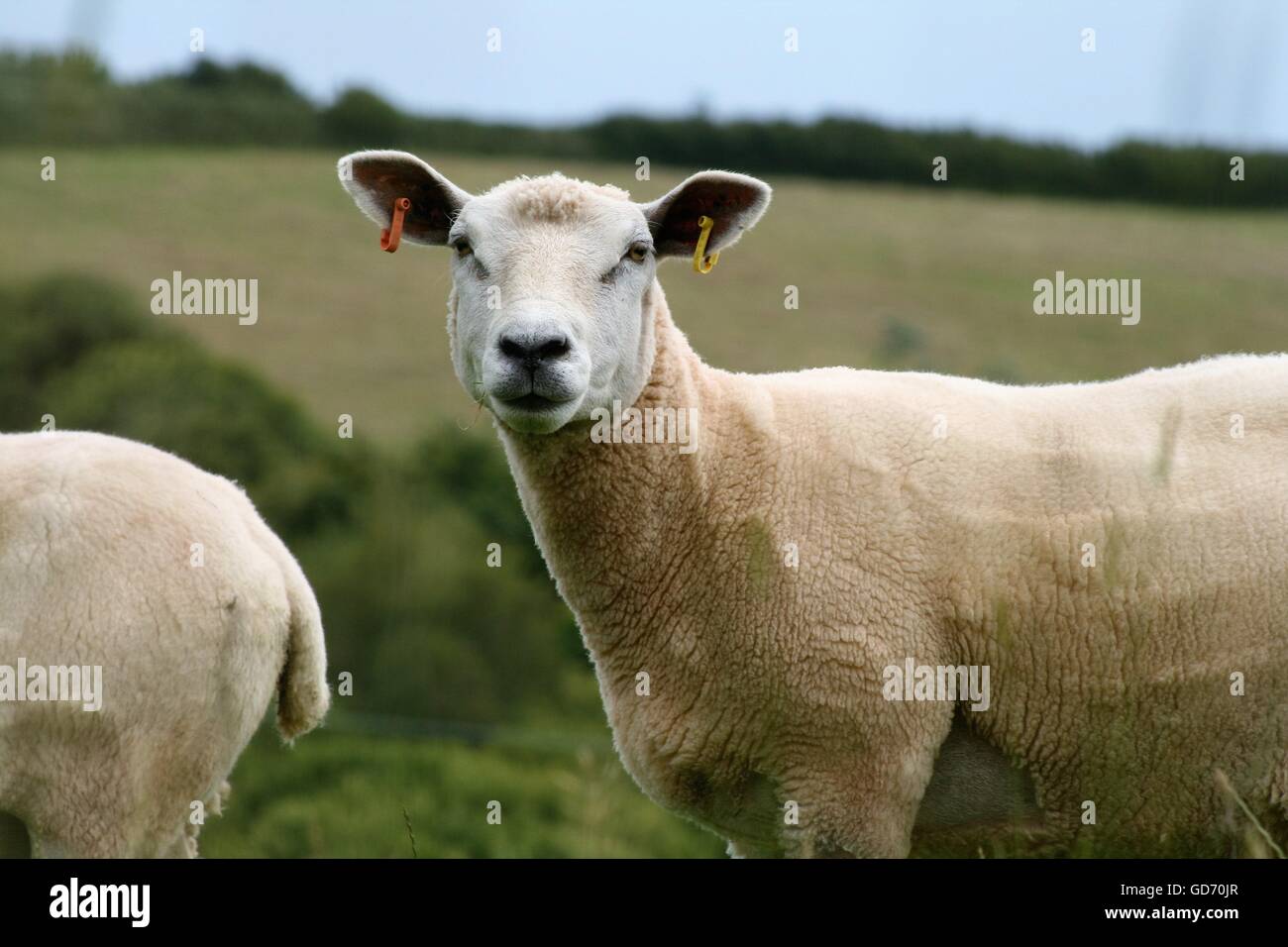 Recently sheared sheep hi-res stock photography and images - Alamy