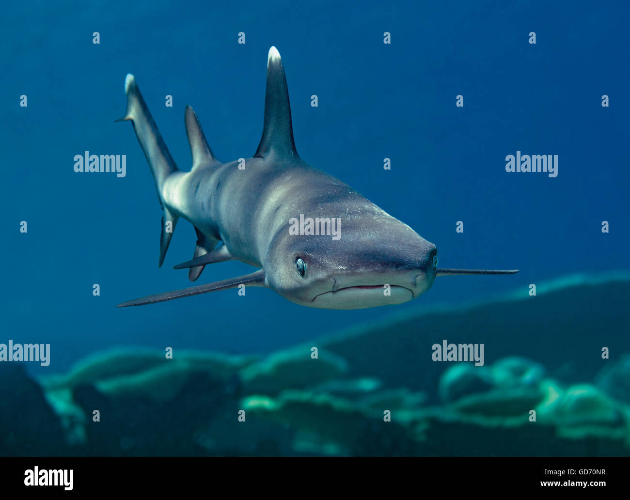 Shark side view hi-res stock photography and images - Alamy