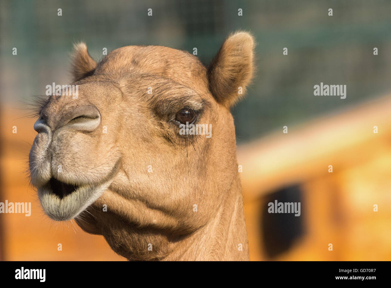 Camel (dromedary or one-humped Camel), Emirates Park Zoo, Abu Dhabi ...