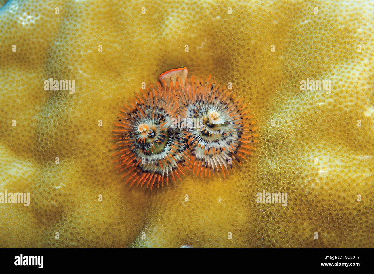 Christmas Tree Worm , Spirobranchus giganteus, on Coral reef, Maldives ...