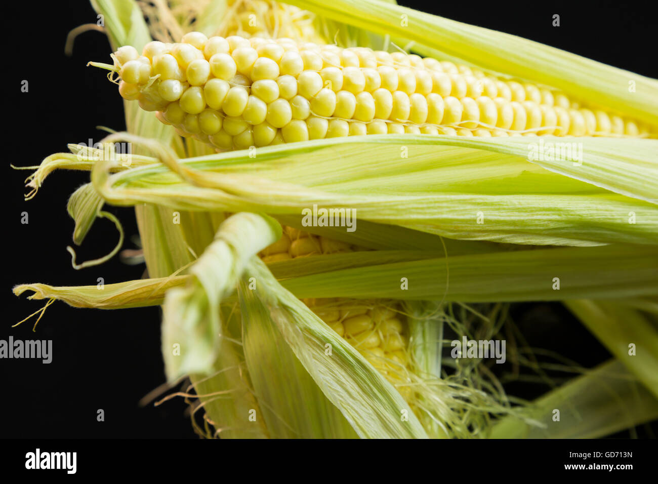 Fresh corn on the cob or sweet corn over a black background with the ...