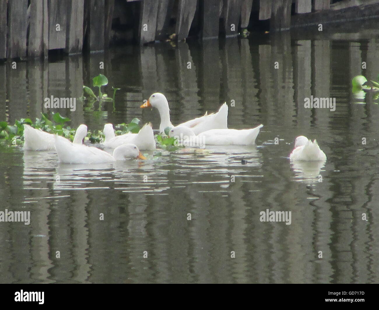 White ducks swimming in a natural pool Stock Photo - Alamy